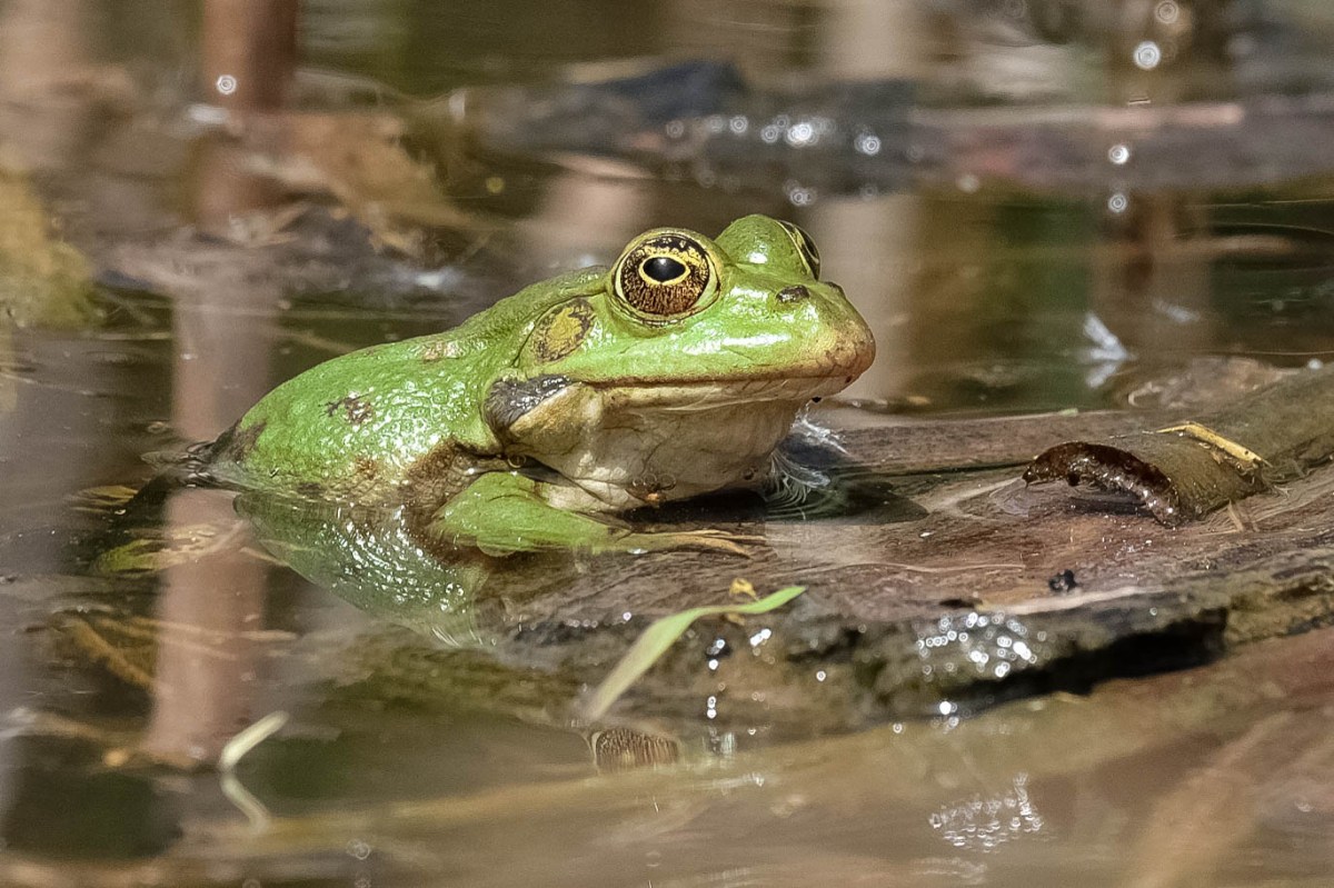 El croar de las ranas